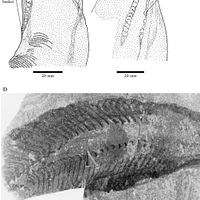 Transitional Fossils Chordate-Fish by Rachel Brown | Photobucket